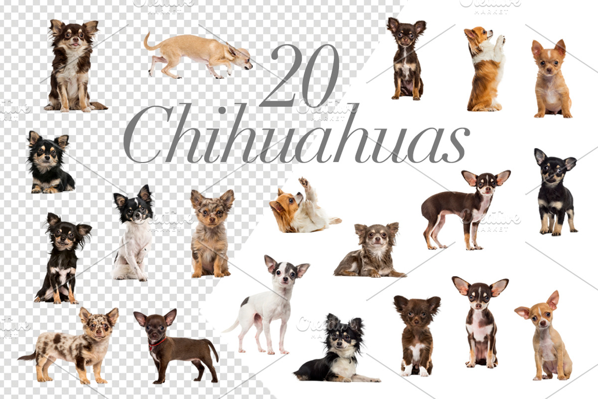 100 Dogs Bundle - Cut-out Pictures, an Object Graphic by Life on White