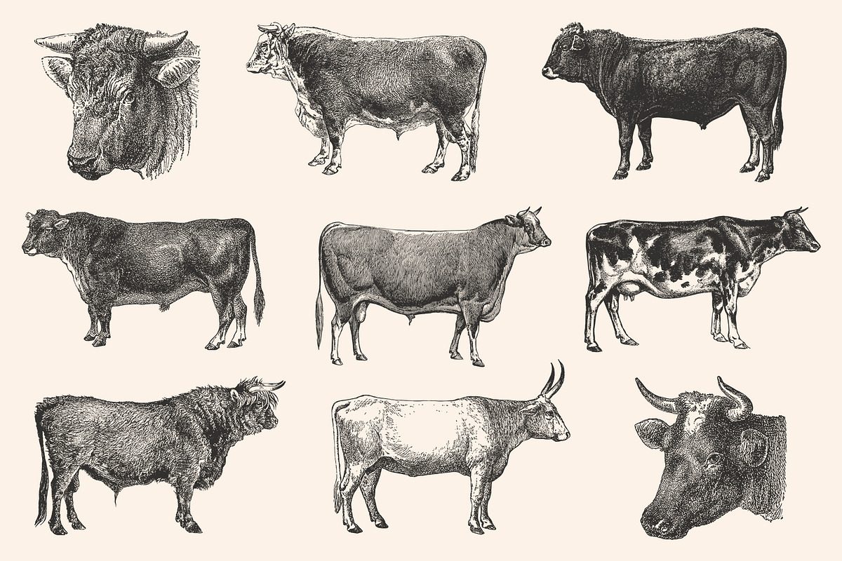 Cattle - Vintage Illustration Set, an Animal Illustration by Graphic Goods