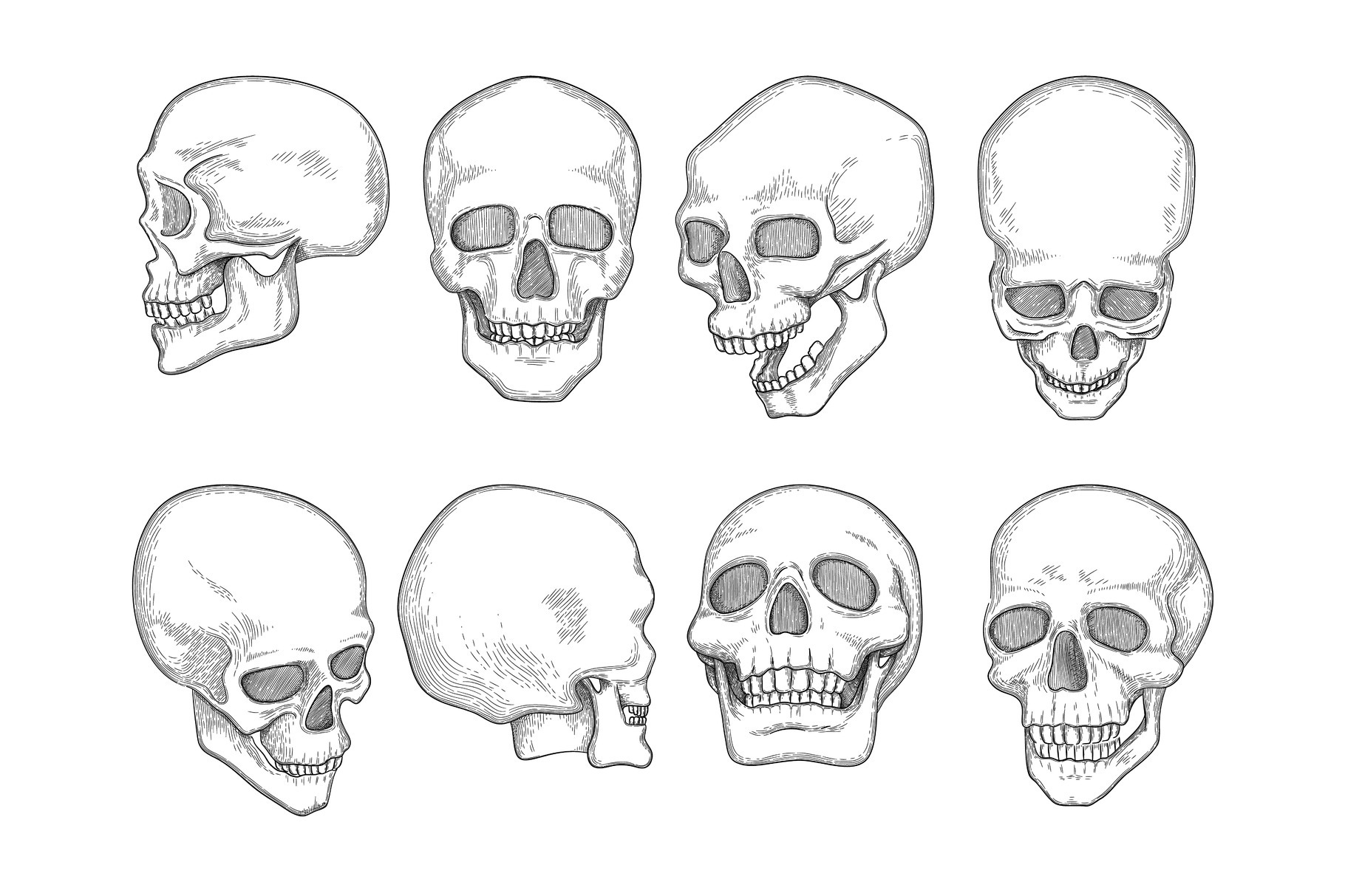 Skulls. Human anatomy bones head, a Background Graphic by Onyx