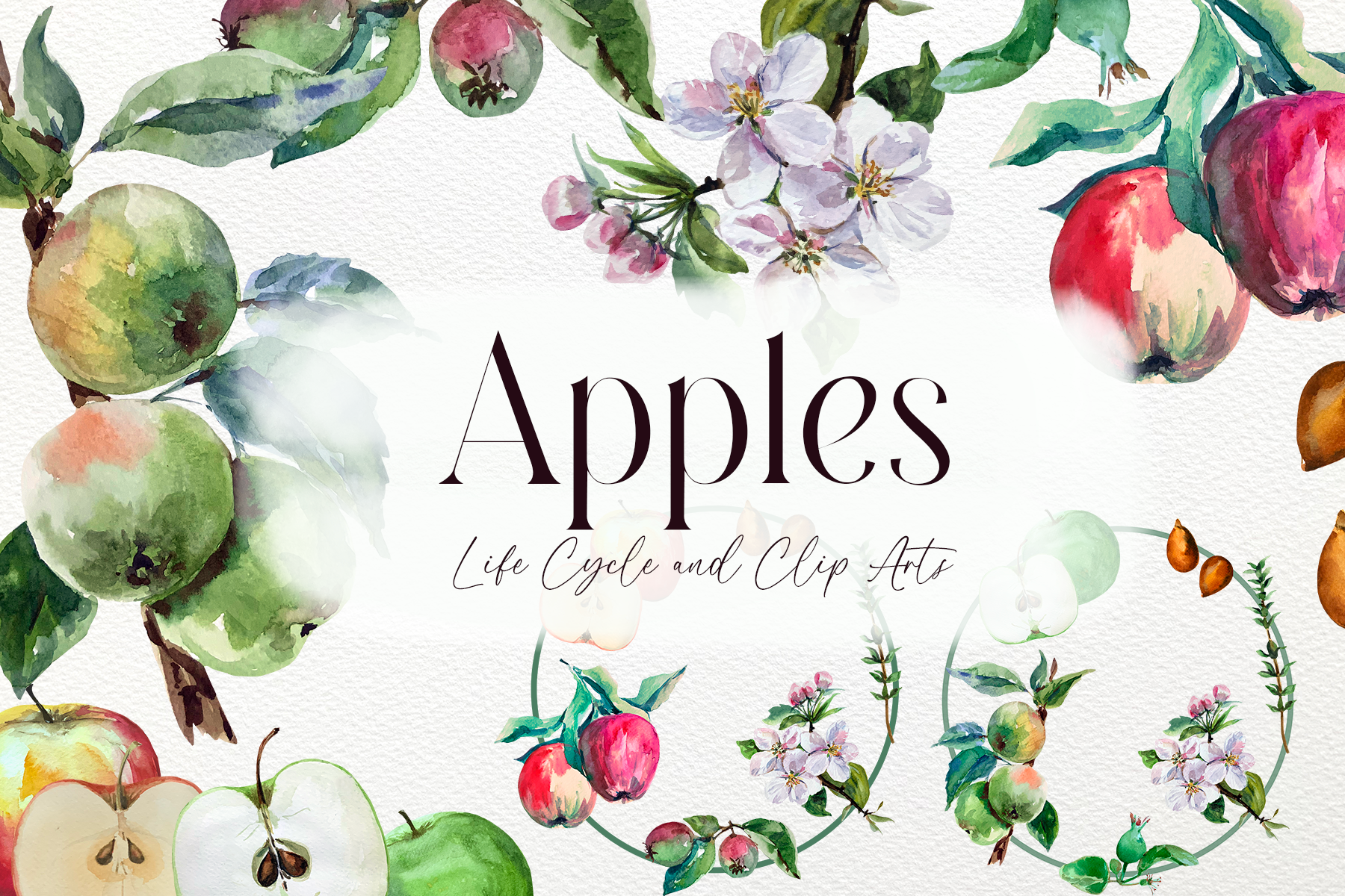 Apple Life Cycle and Clip Arts, an Education Illustration by Tati Bordiu