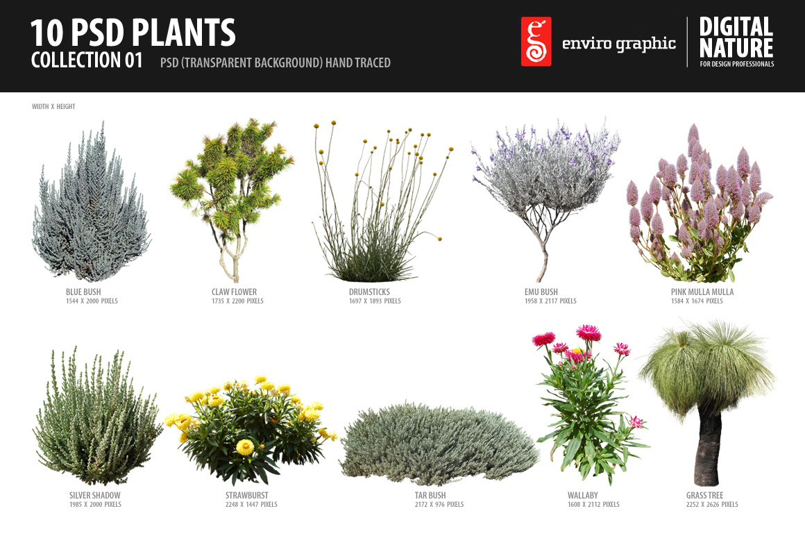 10 PSD Plants Collection 1, an Object Graphic by envirographic