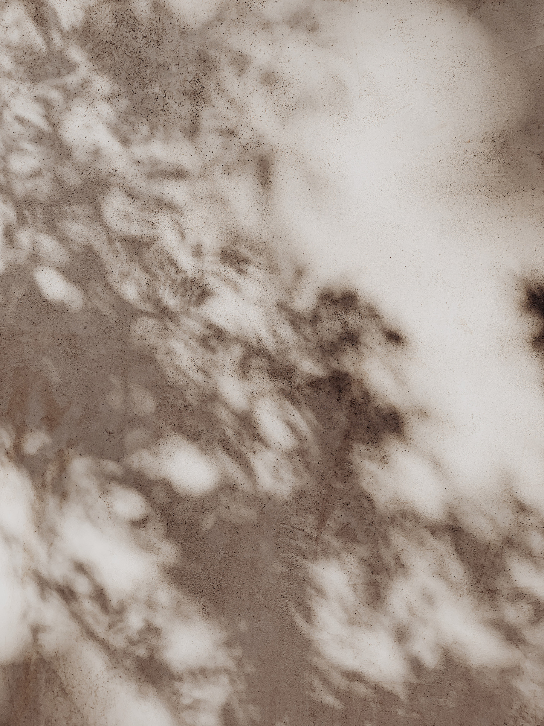 Shadows on neutral wall, an Abstract Photo by Floral Deco