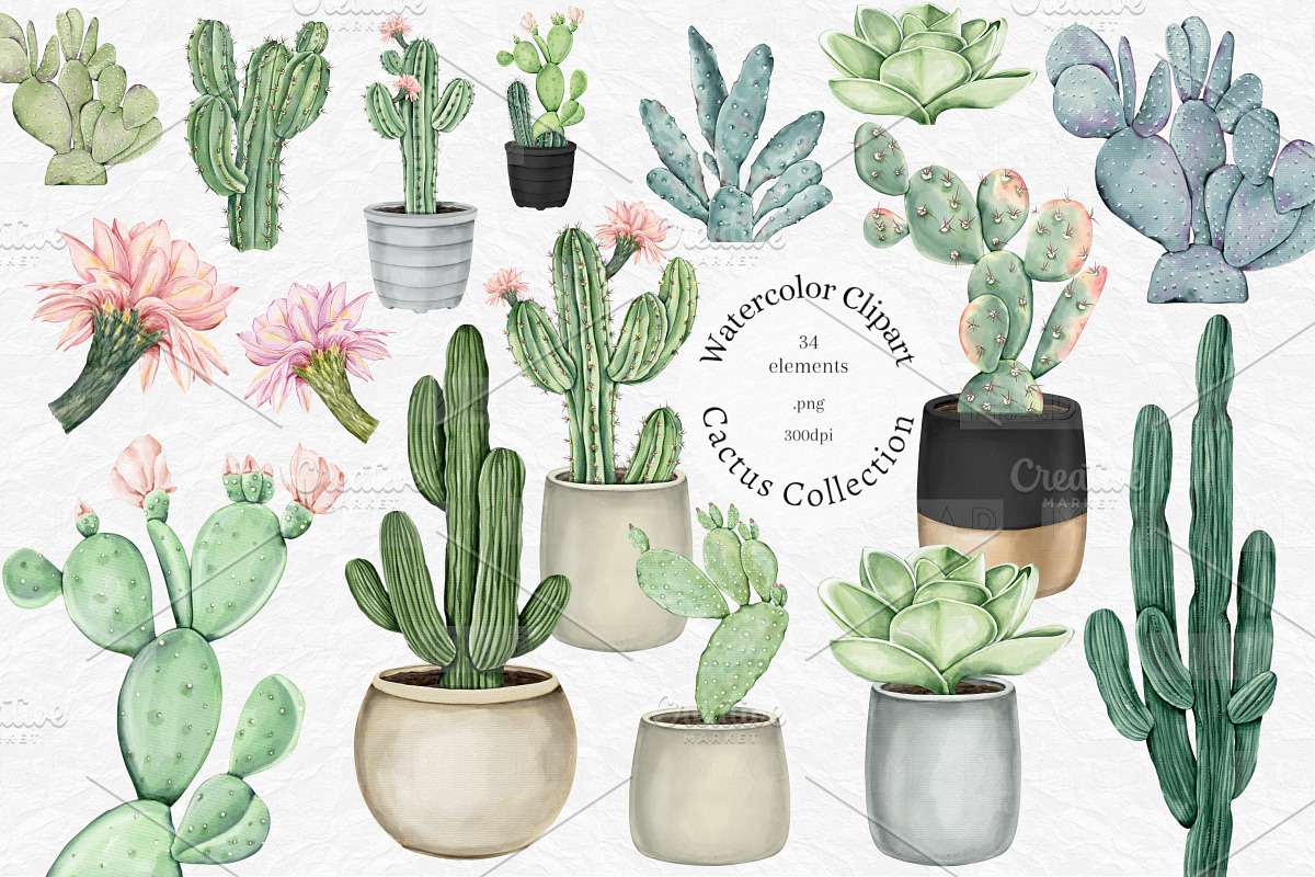 Watercolor Cactus PNG Clipart Set, an Illustration by ...