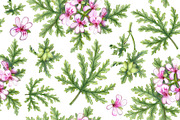 Rose Geranium Pencil Drawing, a Pattern Graphic by Anna Repp Illustration