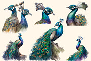 Peacock Clipart Watercolor, an Animal Illustration by Hello My Print