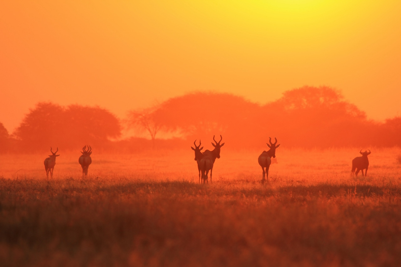 Antelope Beauty - A Vibrant Sunset | Animal Stock Photos ~ Creative Market