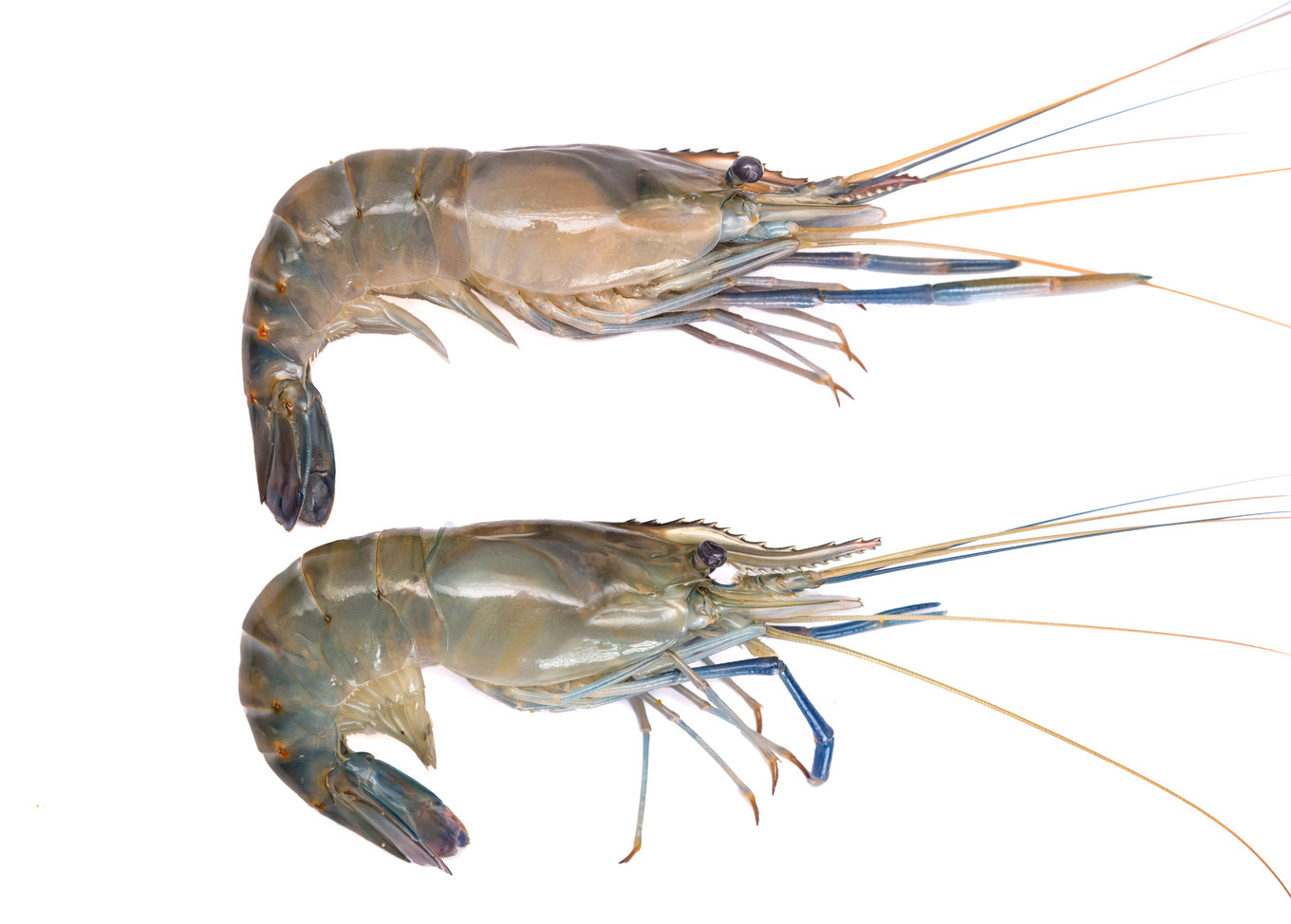 Fresh prawn or shrimp isolated featuring shrimp, prawn, and penaeus, an ...