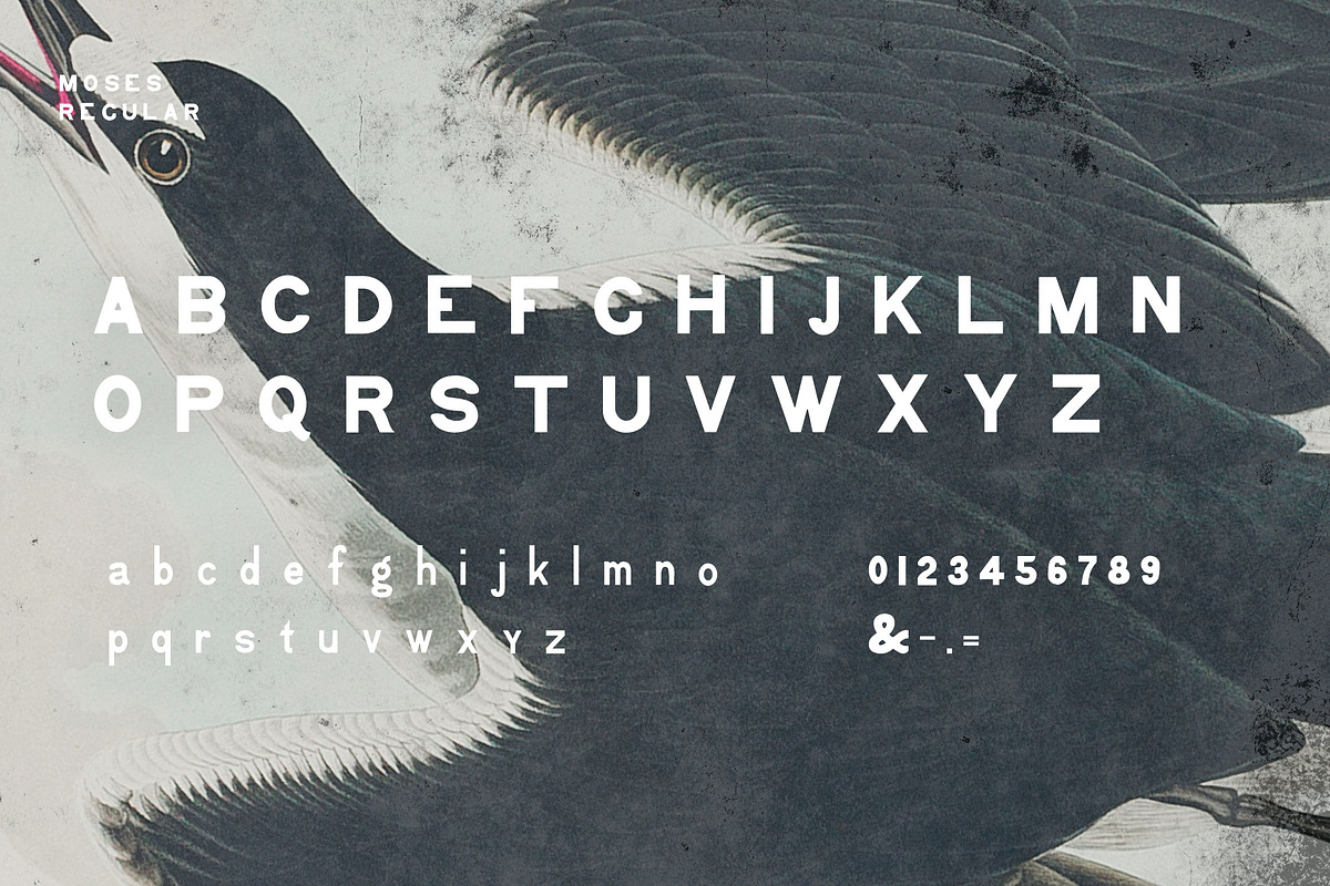 Moses - Display Grotesque Typeface, a Slab Serif Font by Nomad Visuals