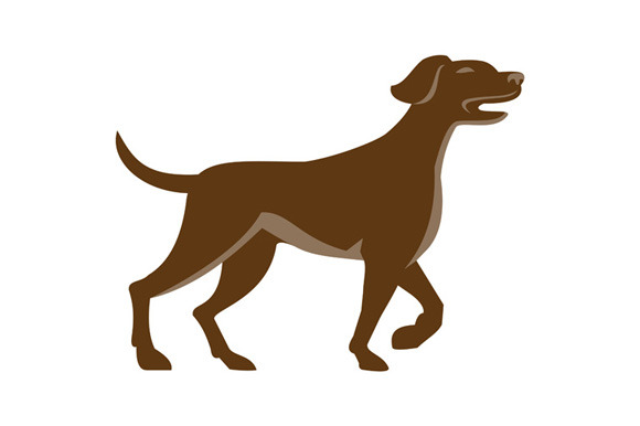 English Pointer Dog Pointing Up, an Animal Illustration by patrimonio