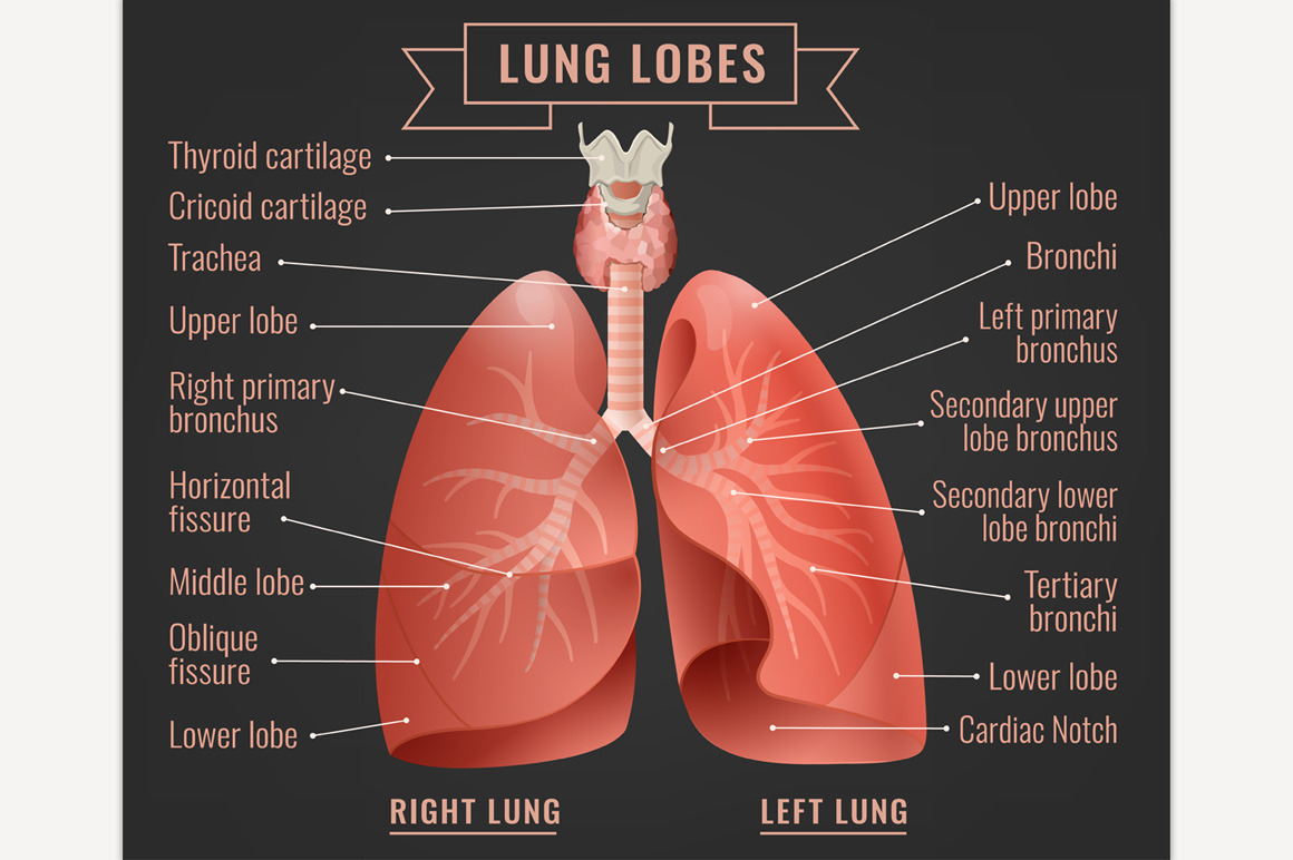 Human lungs infographic, an Education Illustration by Anna's Shop ...