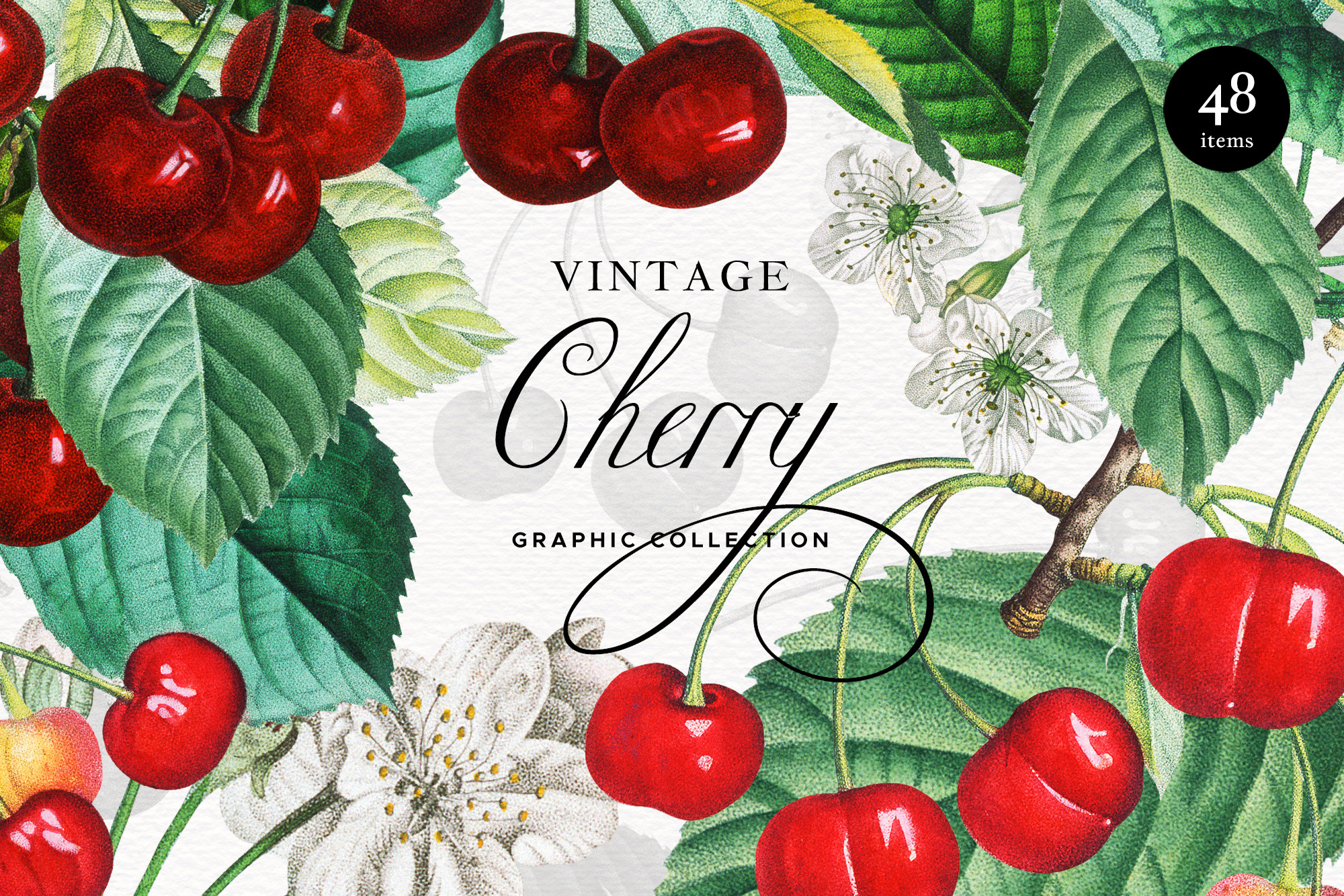Vintage Cherry Graphic Collection, a Decorative Illustration by Olga ...