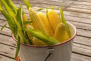 Bucket of fresh yellow sweet corn containing food, bucket, and corn, a ...