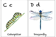 Watercolor ABC Insects Flashcards, an Education Illustration by Tati Bordiu