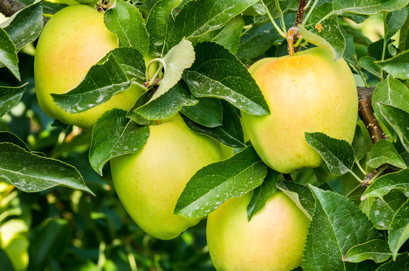 Yellow apples in the orchard containing food, nutrition, and fresh, a ...