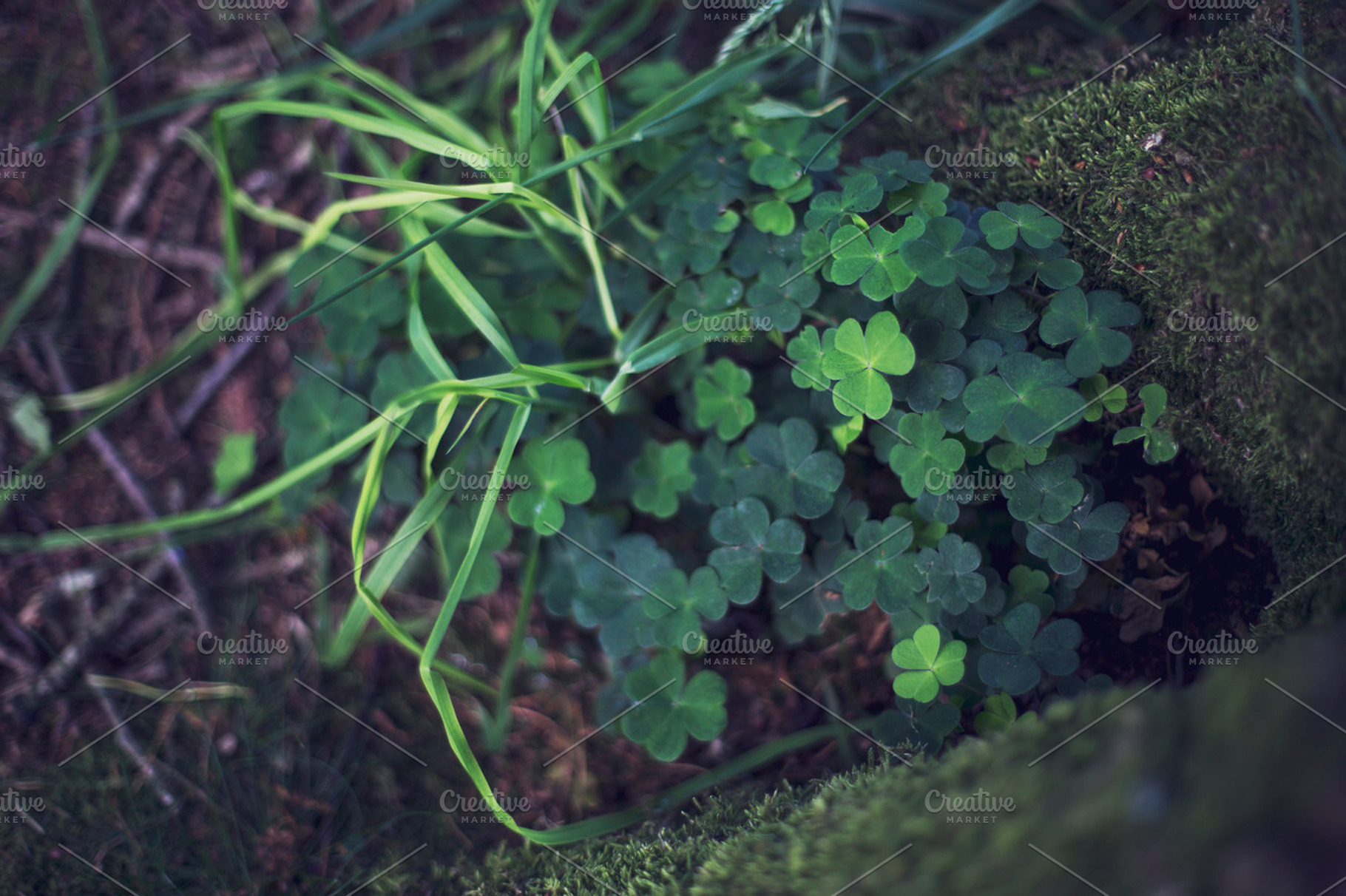Clover stock photo containing clover and forest, a Nature Photo by ...