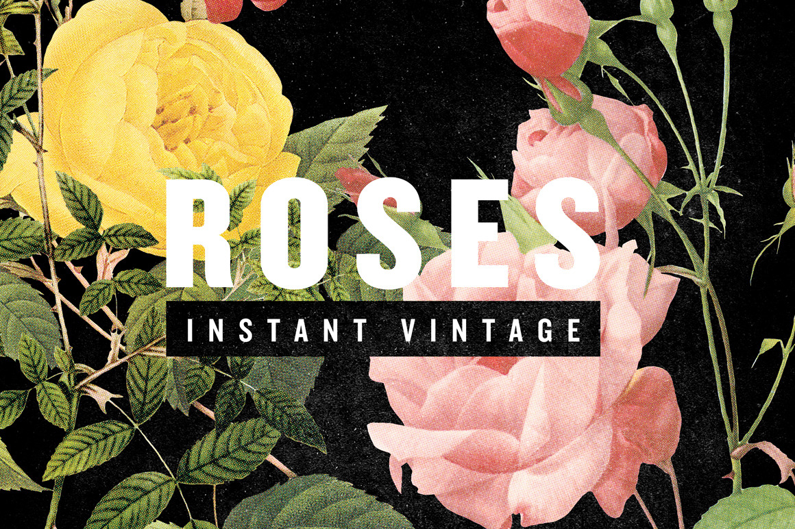 ROSES, an Object Graphic by JIMMY BREEN