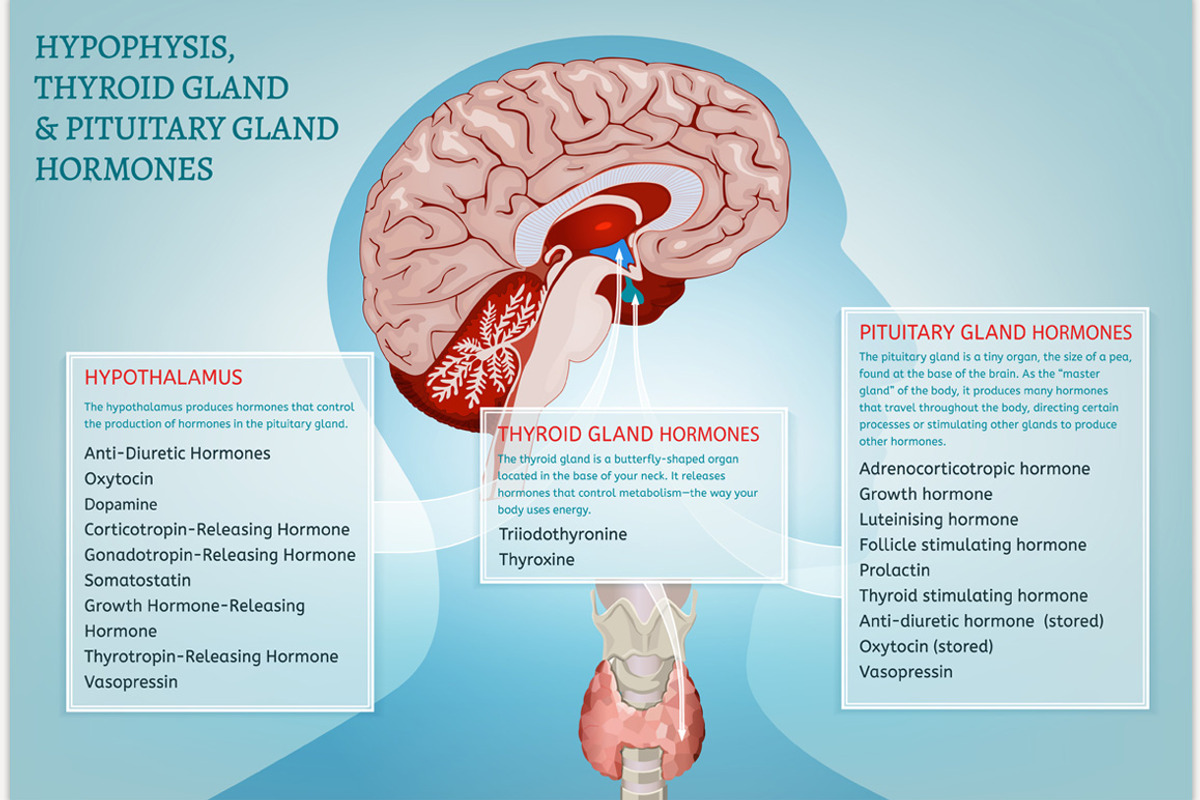 Endocrine System Poster, an Education Illustration by Anna's Shop ...