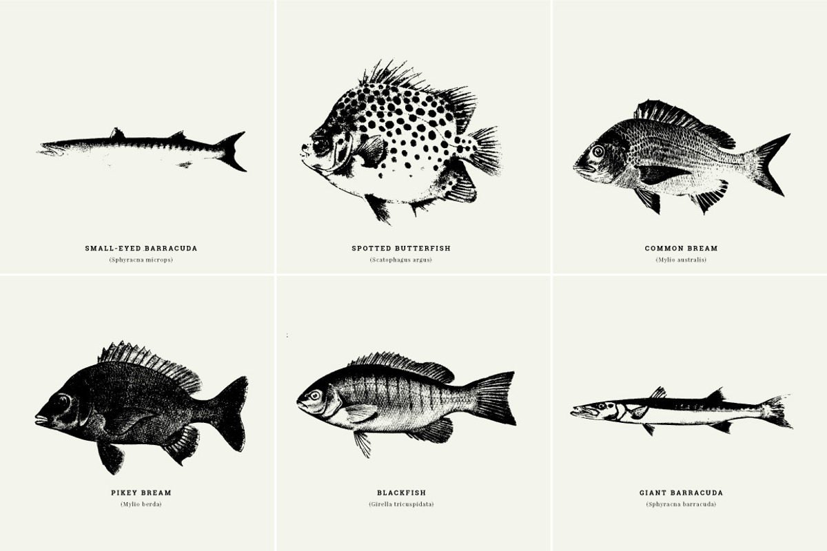 Fish Illustrations, an Object Graphic by Nomad Visuals