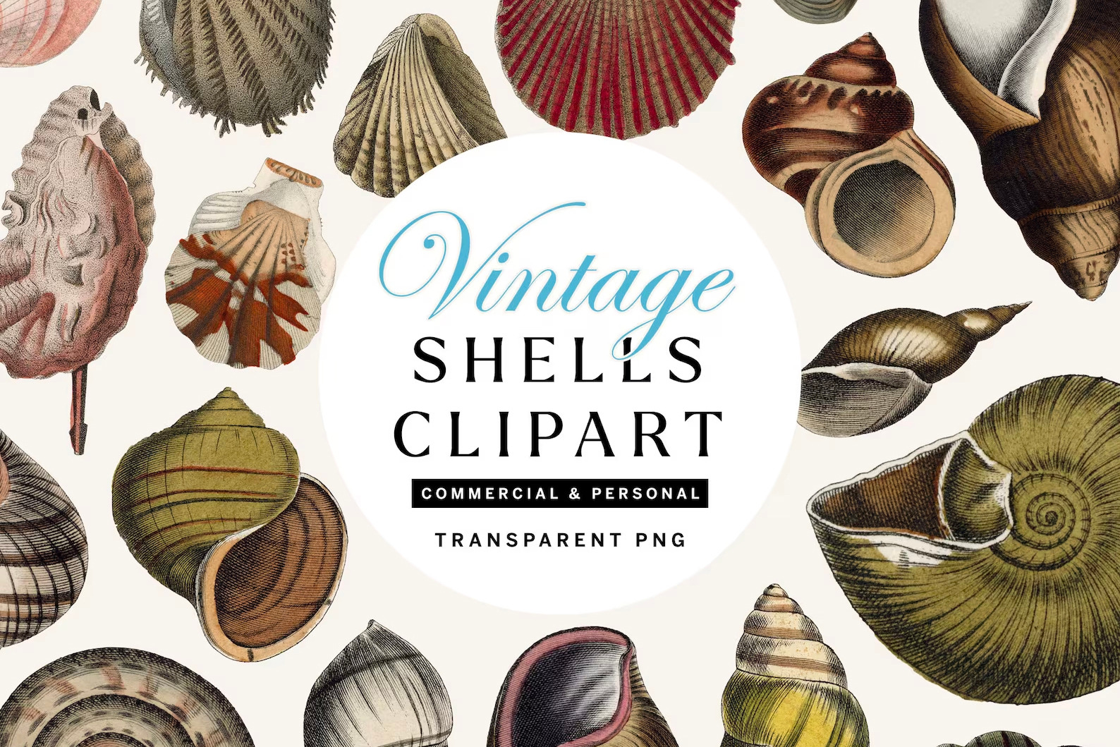 20 Vintage Shell Illustrations No.1, an Object Illustration by Century ...