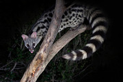 Common genet genetta genetta stock photograph, an Animal Photo by ...