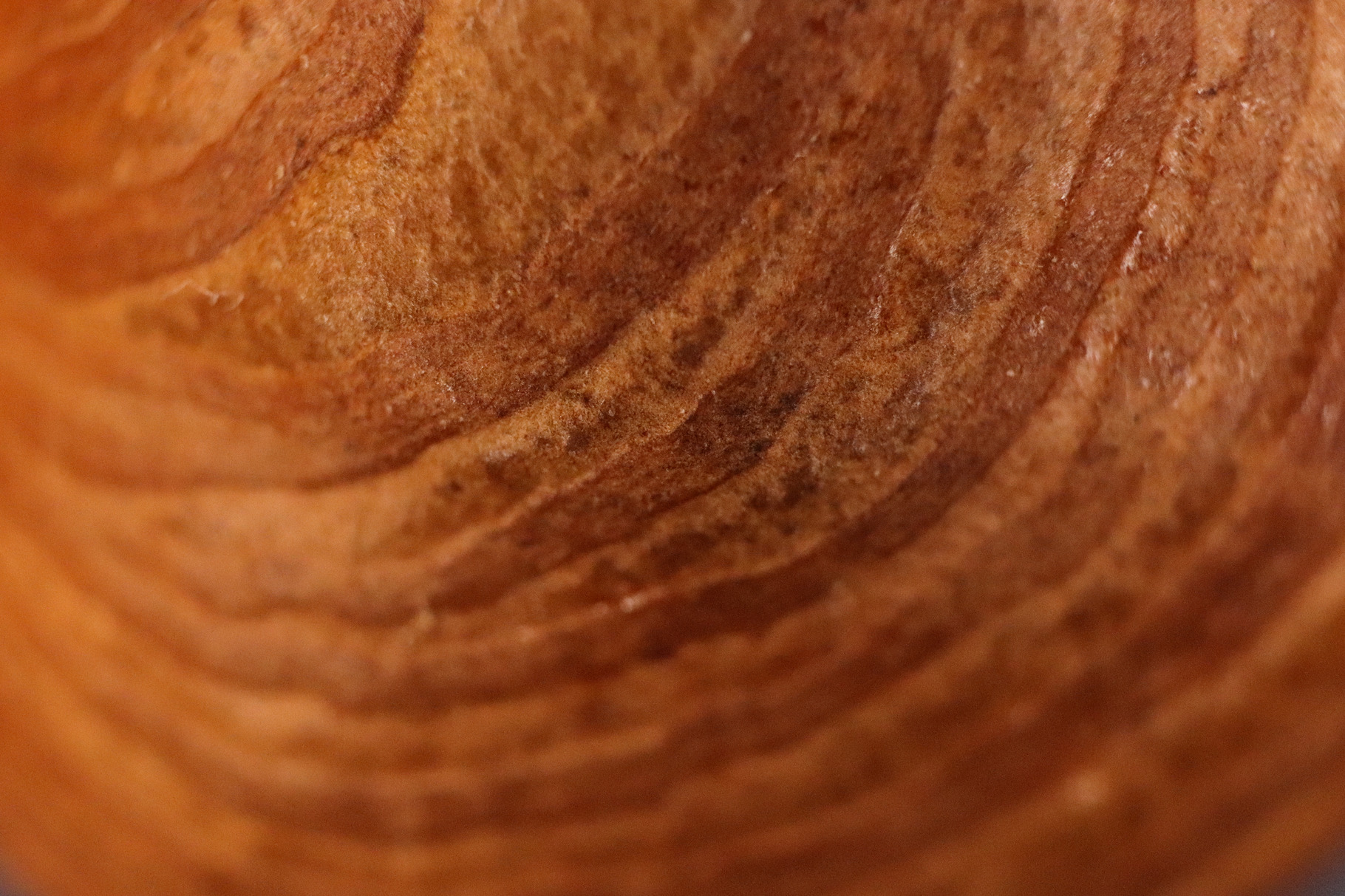 Forest hazelnut nut texture surface stock photo containing nut and food ...
