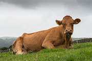 Ginger Cow in Countryside, an Animal Photo by Margaret Clavell