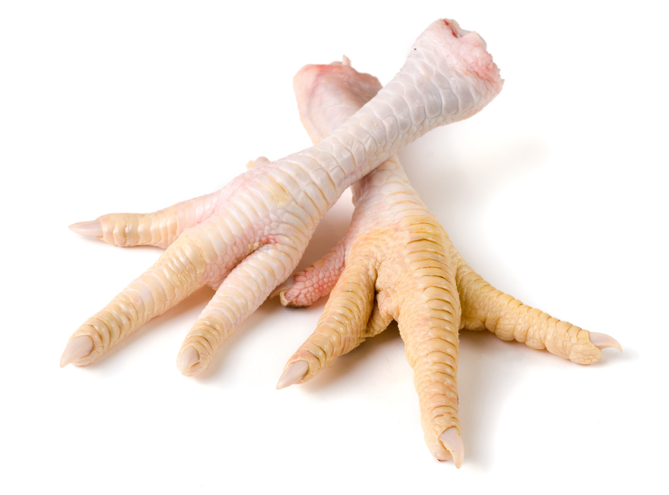 Two chicken feet isolated on white background, a Background Photo by ...