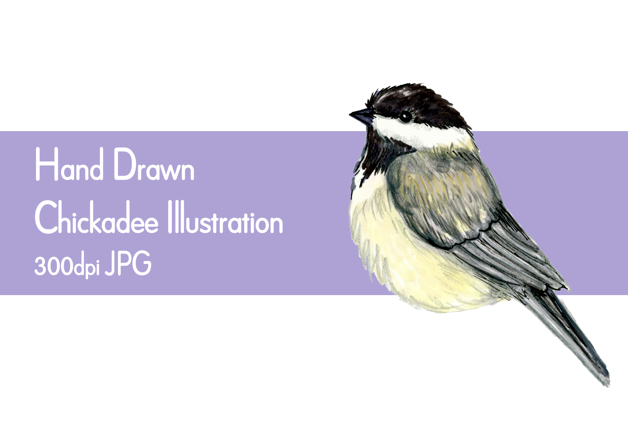 Chickadee Drawing Clip Art, an Illustration by Purple Pony Art