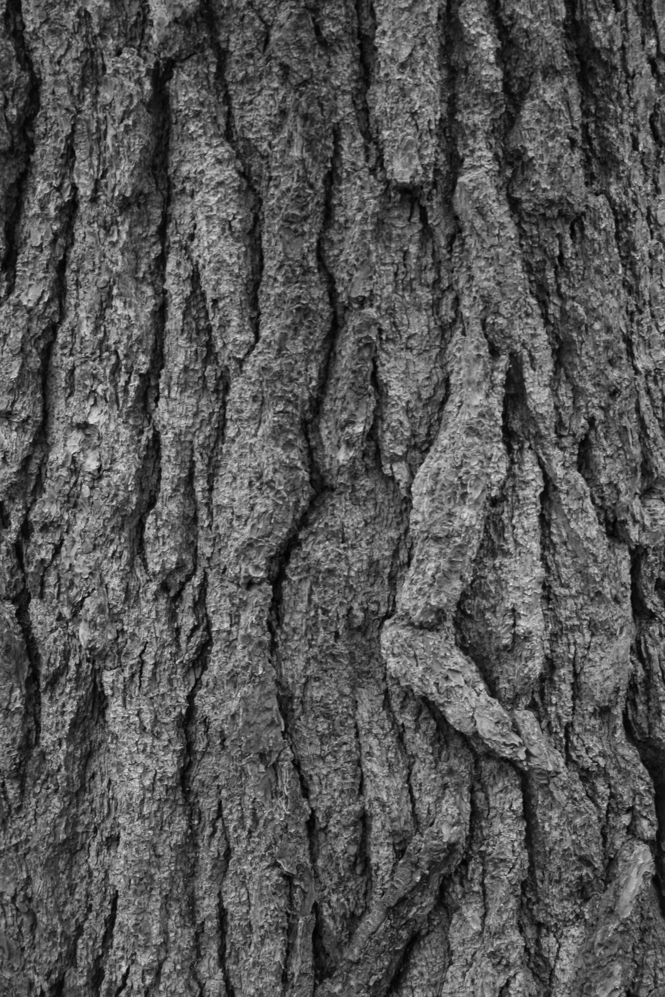 Barking Mad | Stock Photos ~ Creative Market