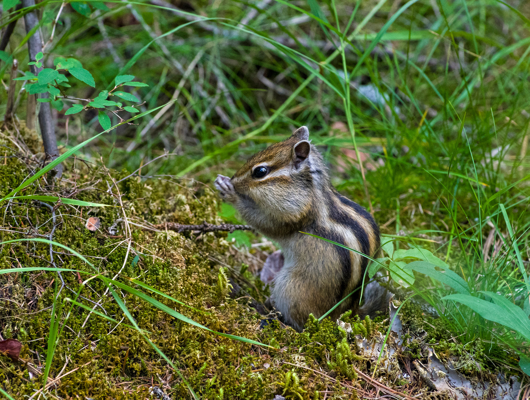 Asian siberian chipmunk featuring siberian chipmunk, common chipmunk ...