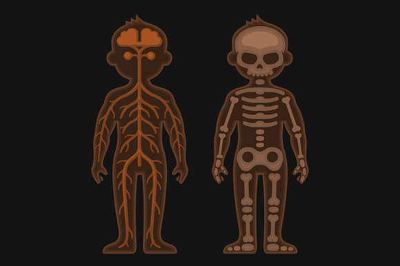 Human Body Anatomy Set, an Education Illustration by in8finity