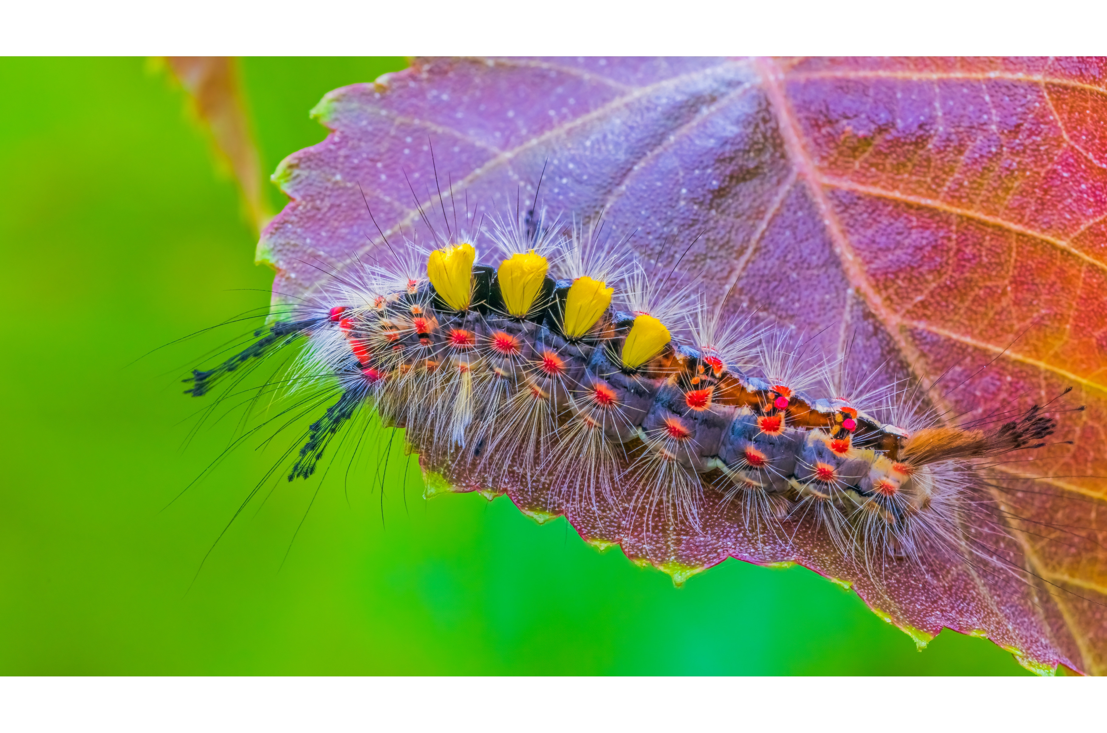 Rusty tussock moth caterpillar, an Animal Photo by Lukas Jonaitis SHOP
