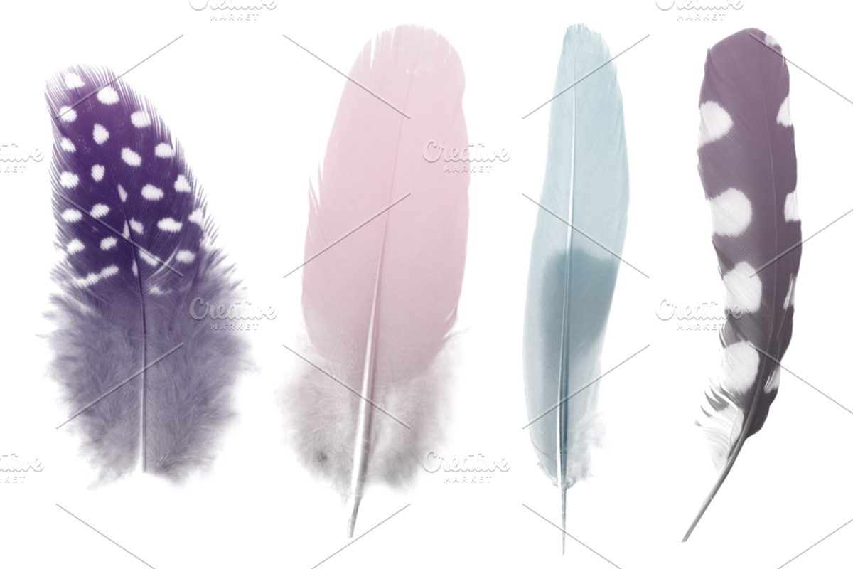 Feather Photoshop brushes, a Brush Add-On by Little Bean
