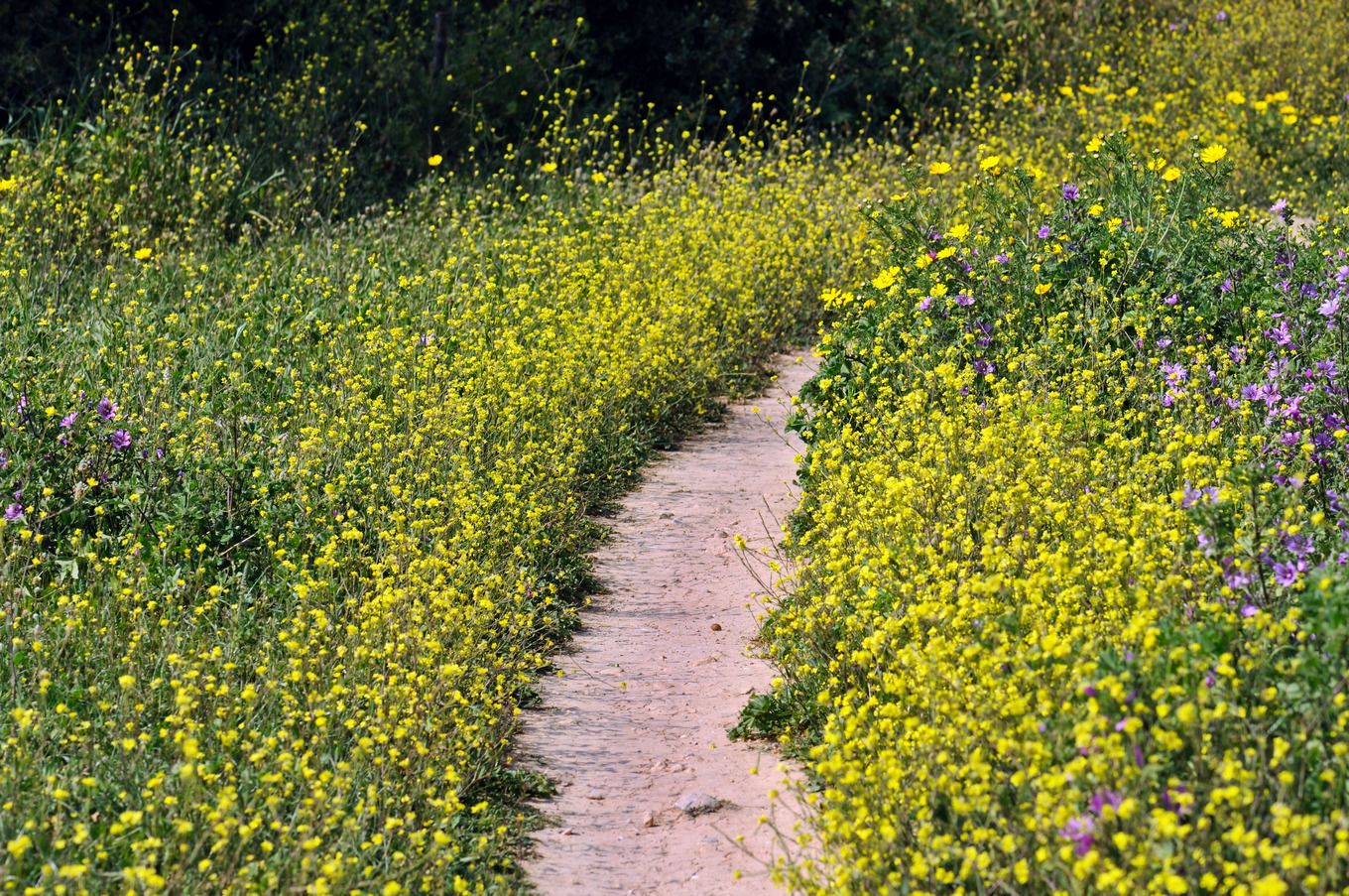Flower Path, a Nature Photo by sirylok