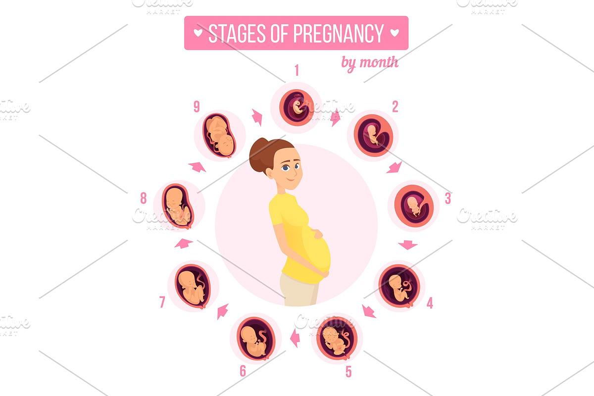 Pregnancy trimester infographic, a Graphic by Onyx