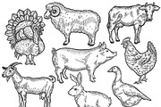 Farm animal set illustration | Animal Illustrations ~ Creative Market