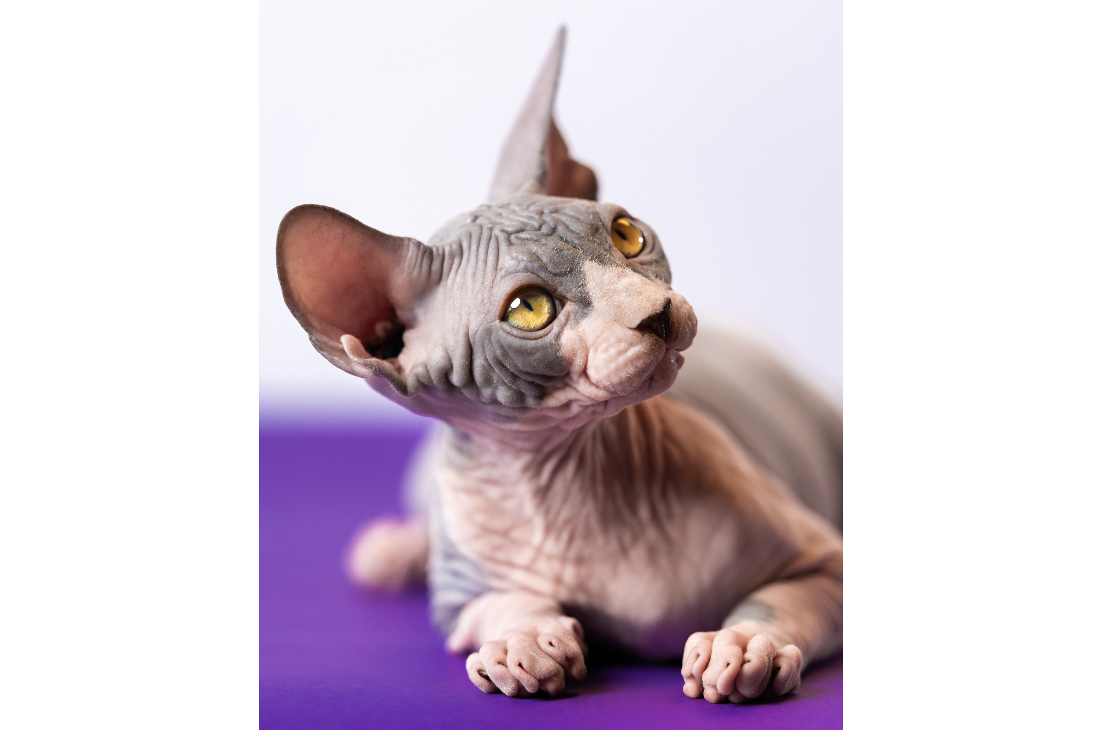Close-up view of Sphynx cat looking, an Animal Photo by Alexander-Piragis