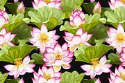 Lotus Patterns, a Pattern Graphic by GreyLilac