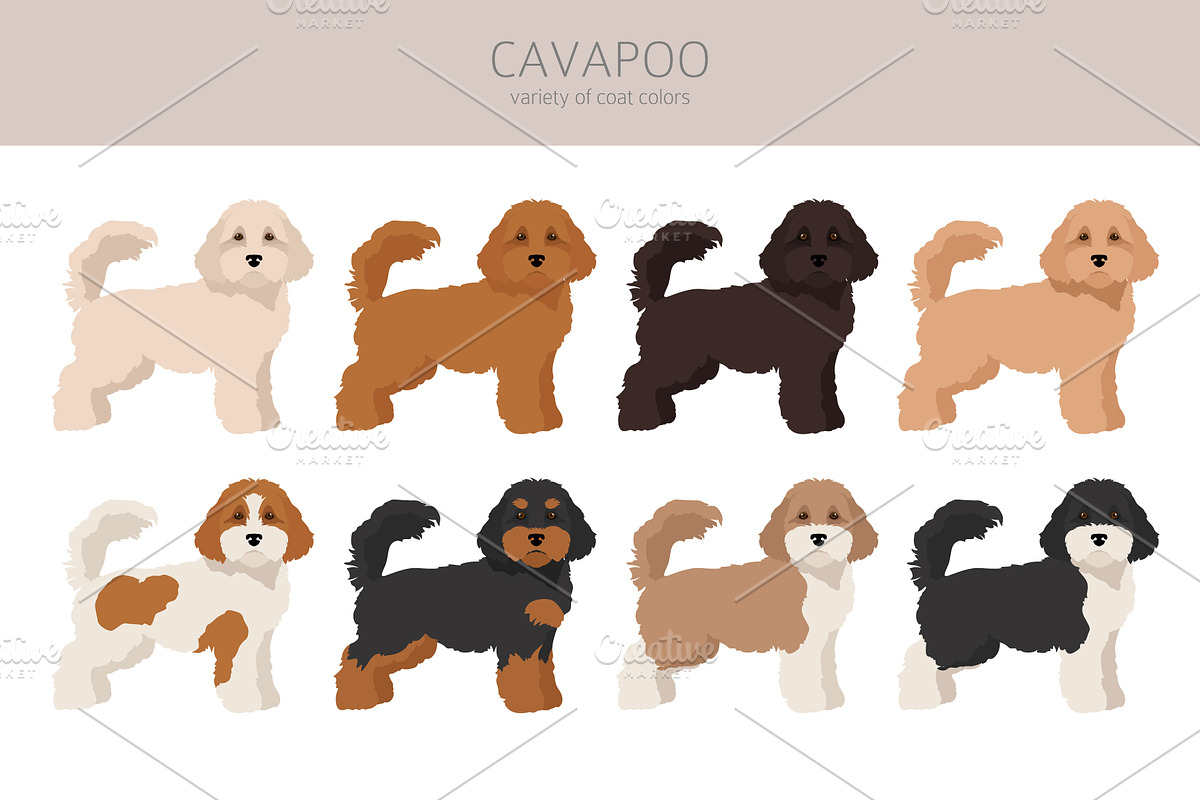 Cavapoo clipart