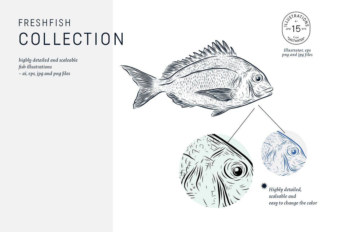 Saltwater Fish Illustrations