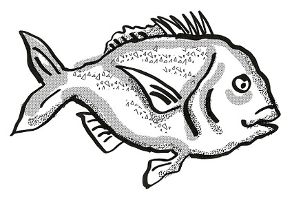 Snapper New Zealand Fish Cartoon, a Photo by patrimonio
