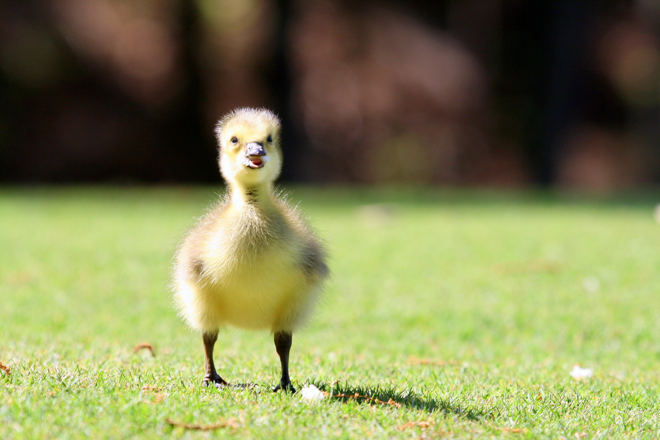 Hungry Gosling, an Animal Photo by Lucky Girl Creative | Creative Market