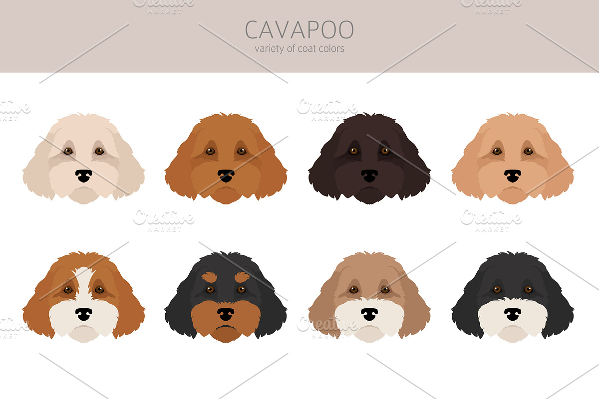 Cavapoo clipart