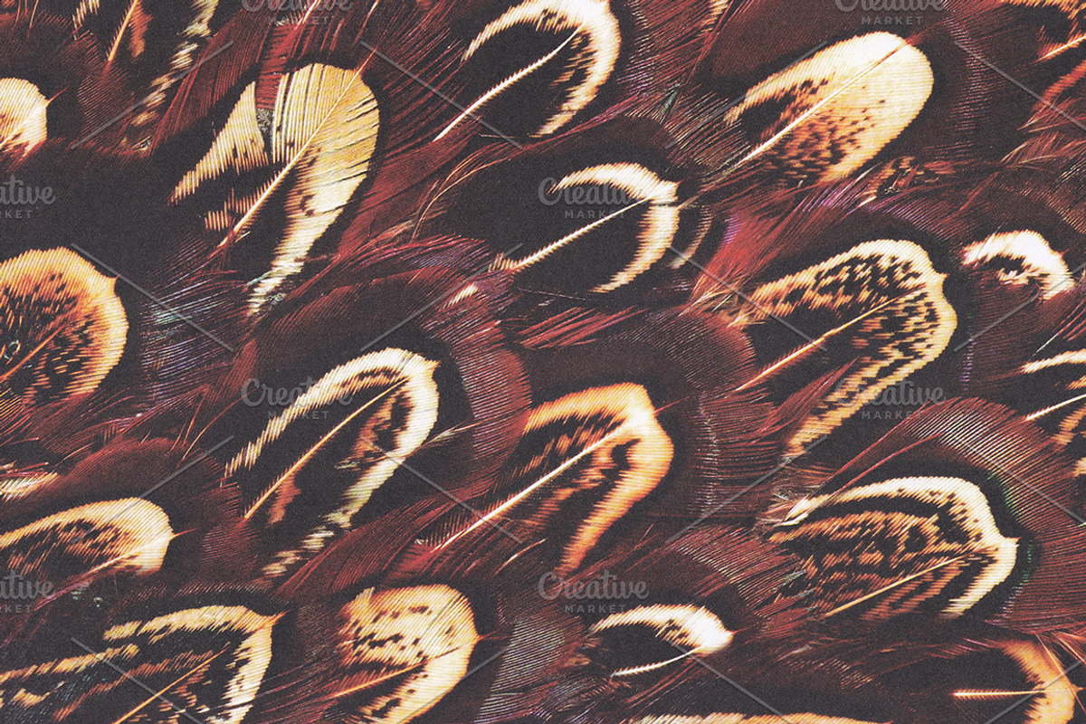 Feather Textures, a Texture Graphic by Blue Line Design