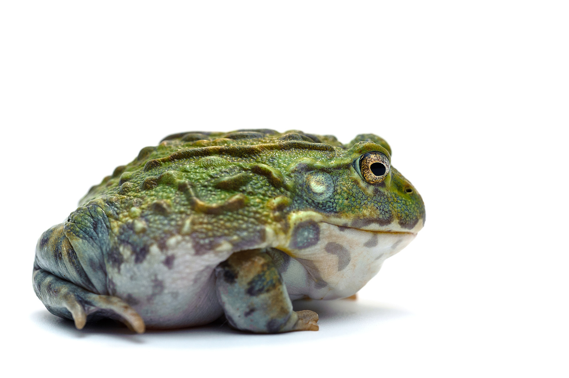 The african bullfrog isolated featuring africa, amphibian, and animal ...