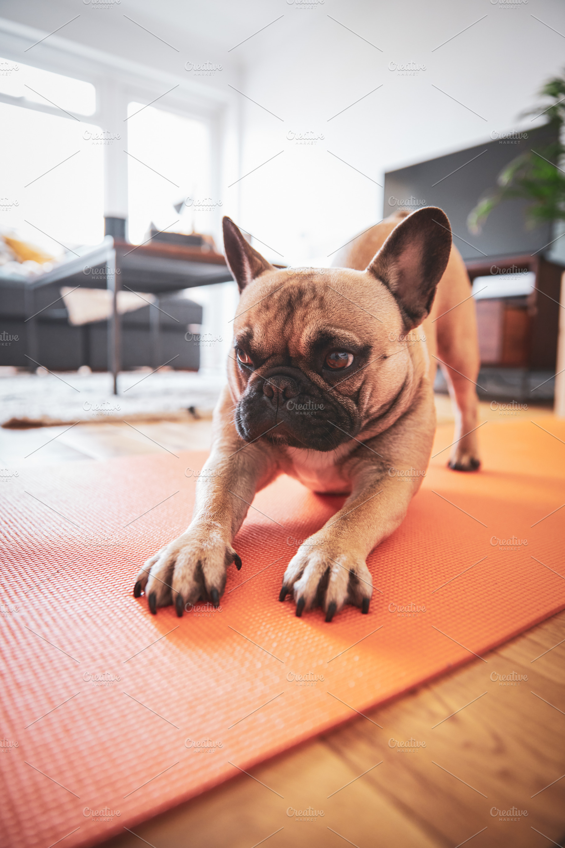 French Bulldog Stretching on yoga ma, an Animal Photo by Southworks ...
