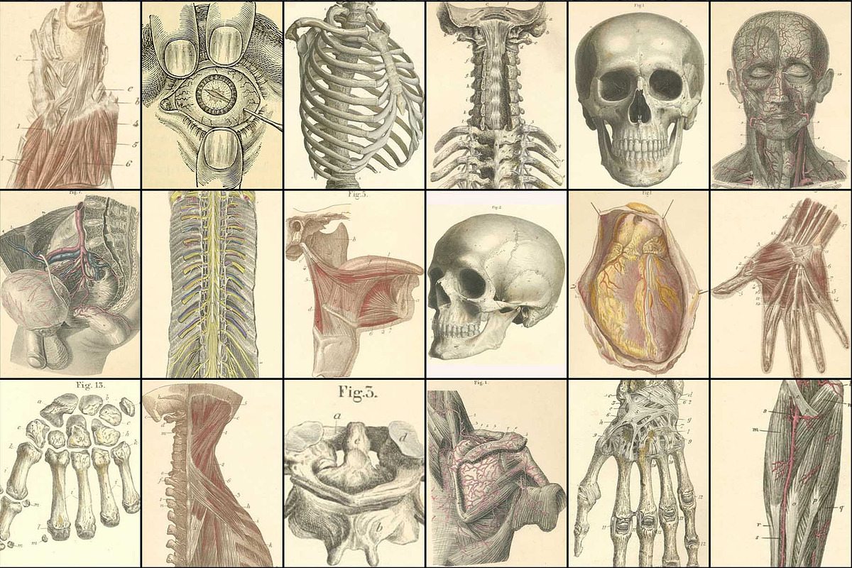 100 Vintage Medical Illustrations, a Healthcare Illustration by Dene ...