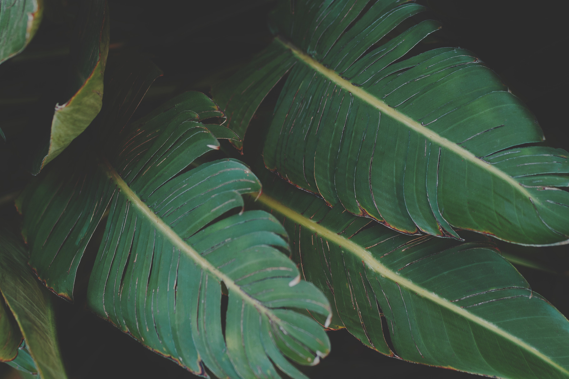 Large tropical leaves containing photo, nature, and tropical, a Nature ...