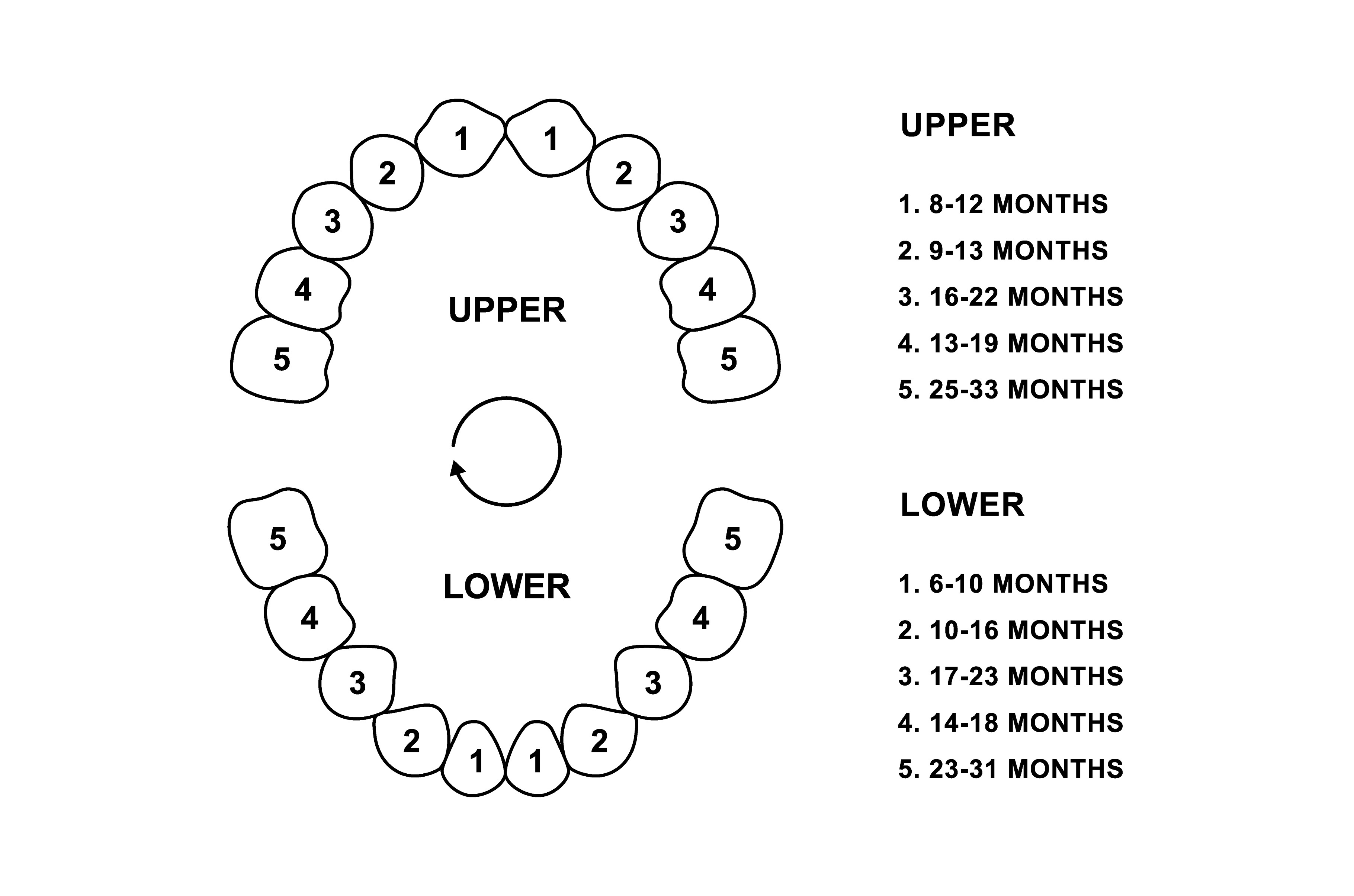 Primary tooth arrival chart. Child, a Healthcare Illustration by GraphiShop