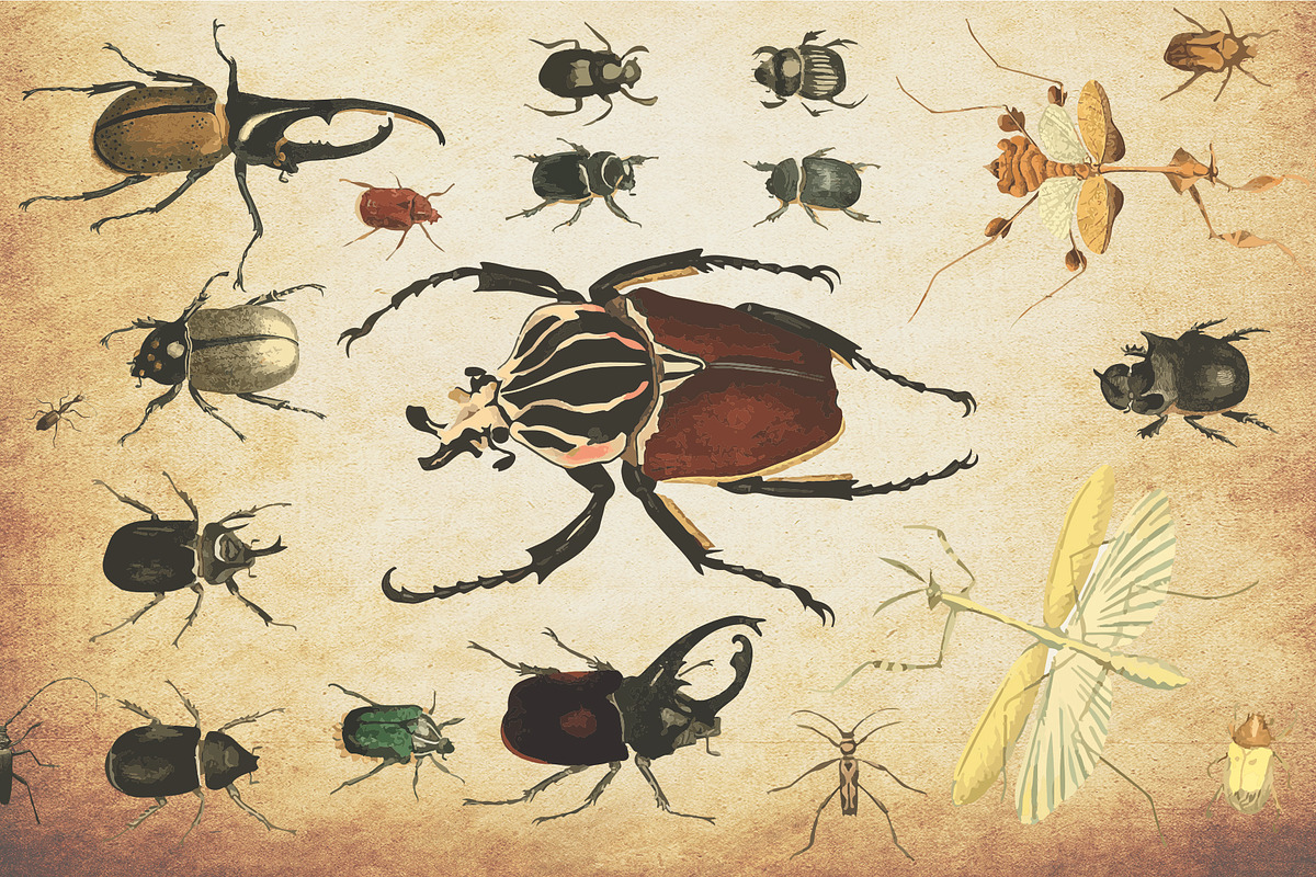 Insect Vector Graphics Bundle, an Illustration by Dene Studios